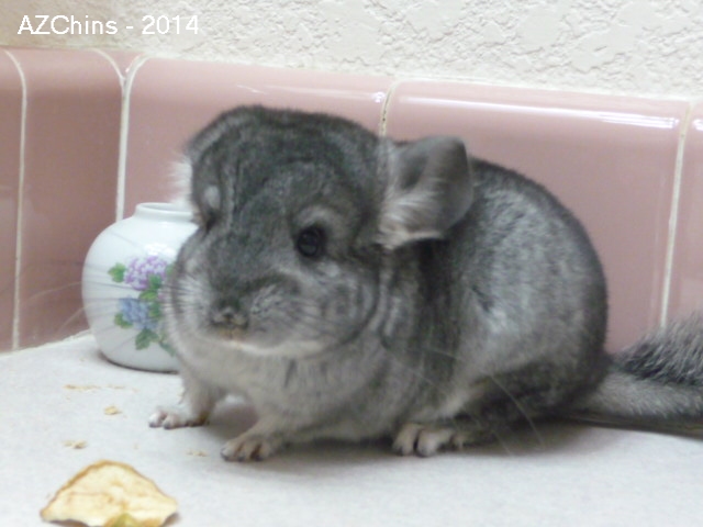 AZ Chins - Baby Chinchillas for Sale