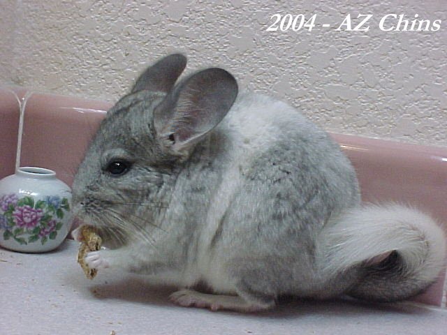 Index of /Chinchillas/