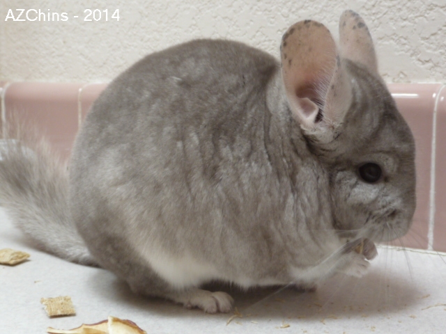 AZ Chins - Adult Chinchillas for Sale