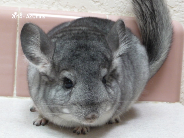 AZ Chins - Baby Chinchillas for Sale