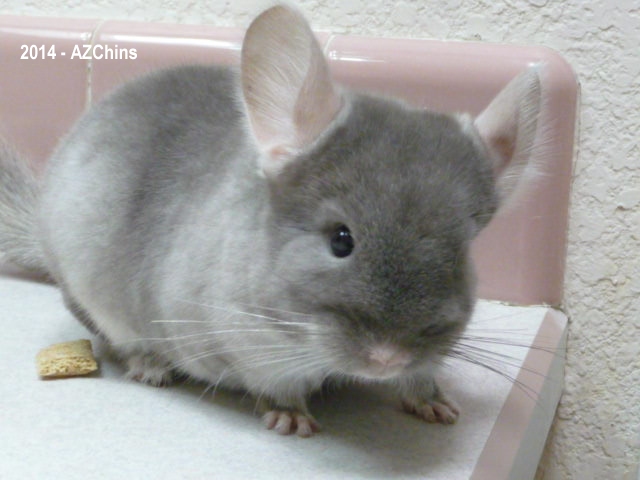 AZ Chins - Baby Chinchillas for Sale
