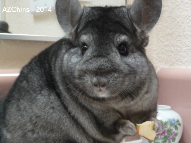 AZ Chins - Baby Chinchillas for Sale